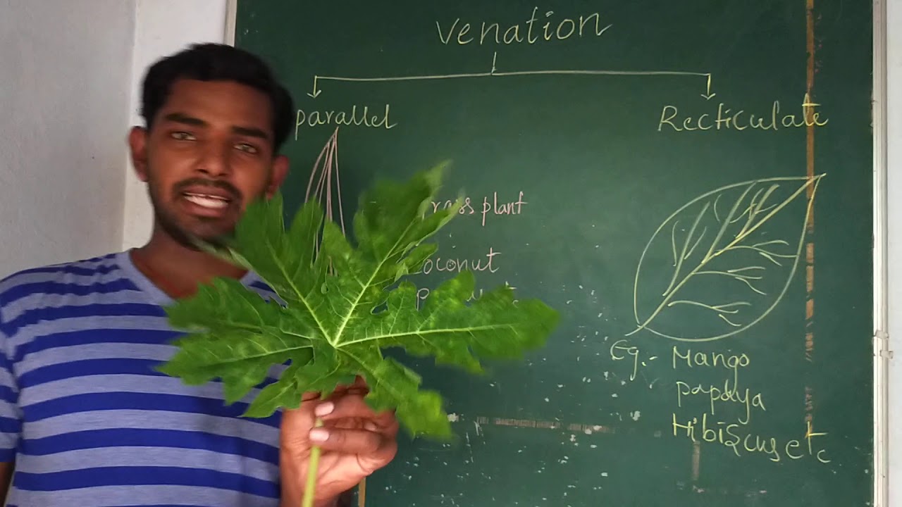Venation types examples YouTube venation-types-examples-youtube