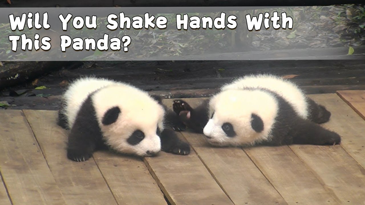 Will You Shake Hands With This Panda？| iPanda - YouTube