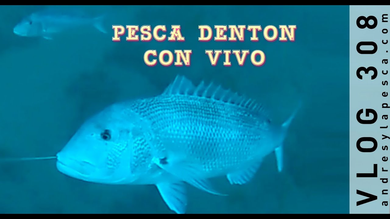 Como pescar dentones con calamar vivo - YouTube