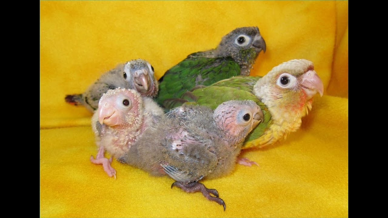 Green Cheek Conure Babies 89 90 91 92 And 93 YouTube Green Cheek Conure Babies 89 90 91 92 And 93 YouTube