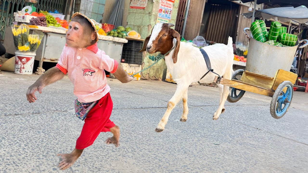 Super Smart! Cutis Makes Traditional Rice Cakes - Take Goat Go Market ...