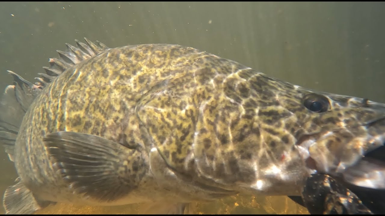 Clear fast water Cod - YouTube