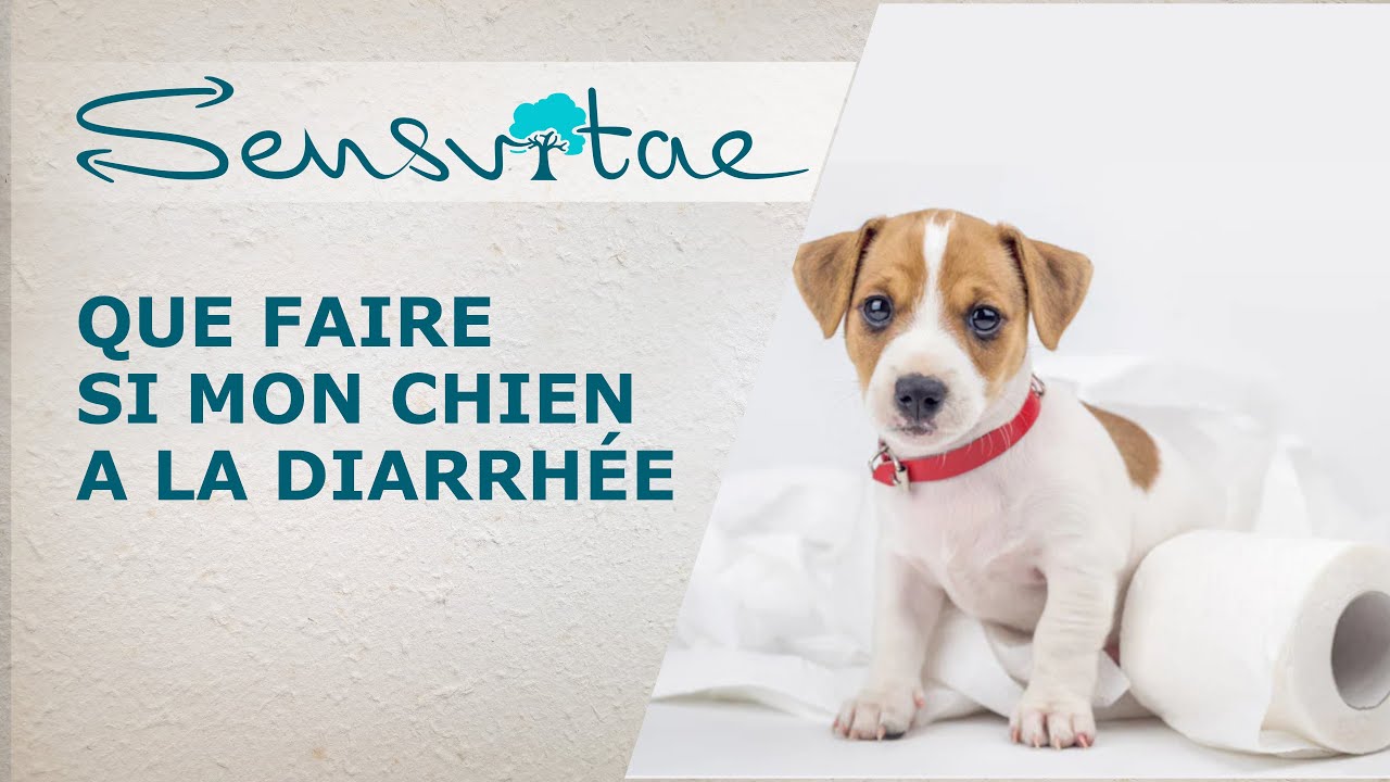 Que faire si mon chien a la diarrhée, conseils de SOS Vétérinaire - YouTube