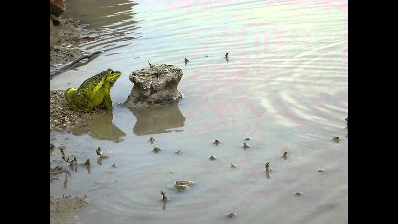 frogs deep calls, -- croaks - YouTube