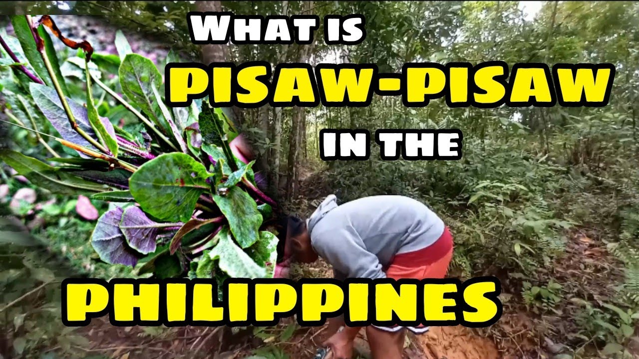 'Pisaw-pisaw' one of the MOST VIGOROUS herbal MEDICINE in the Philippines - YouTube