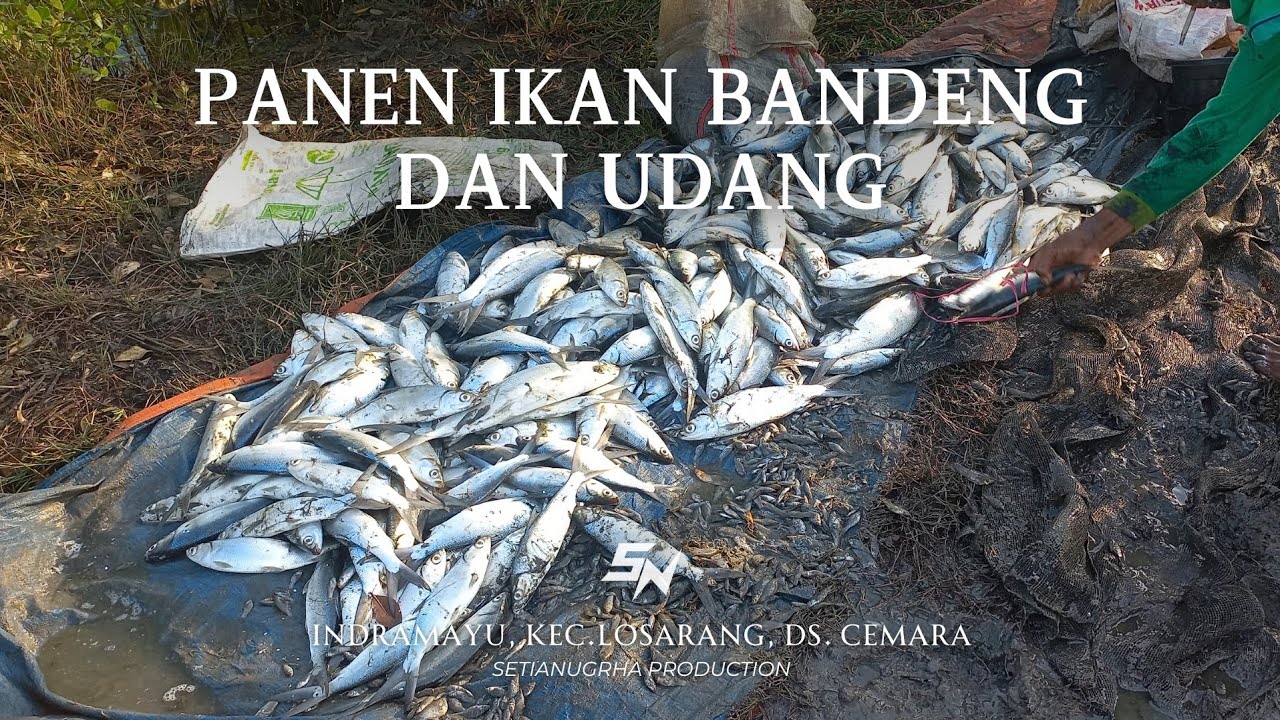 PANEN IKAN BANDENG DAN UDANG (film documenter) - YouTube