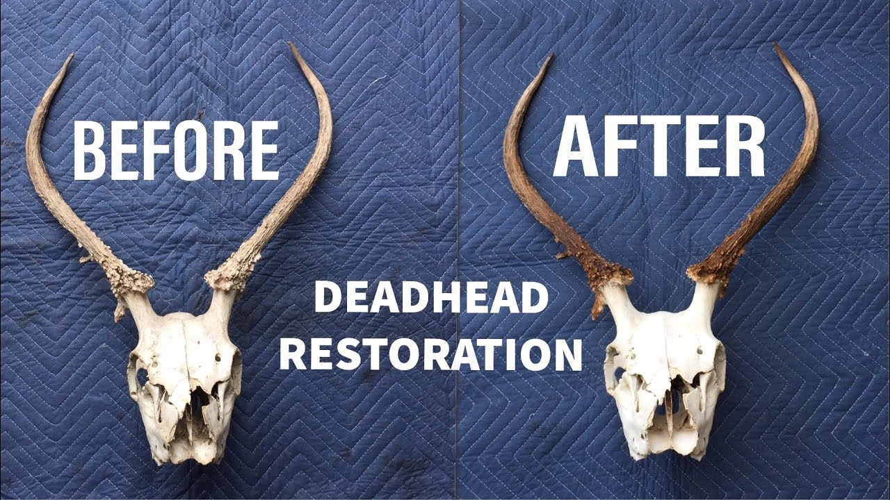 DEADHEAD RESTORATION! Elk Euro Mount. - YouTube