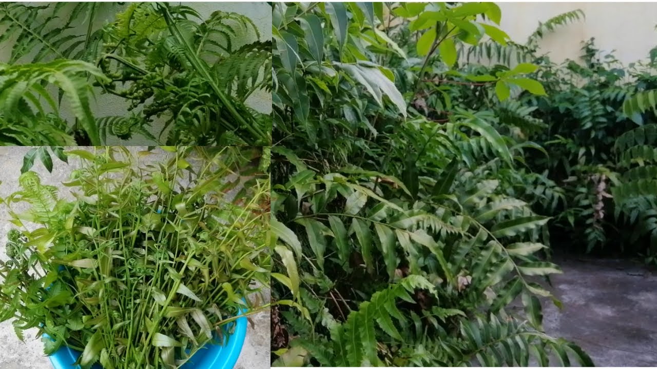 Jangan masuk hutan mencari sayur miding dan paku pakis. Buat cara ini ...