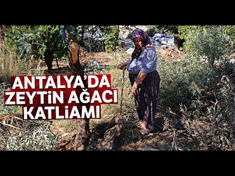 Antalya'da Zeytin Ağacı Katliamı