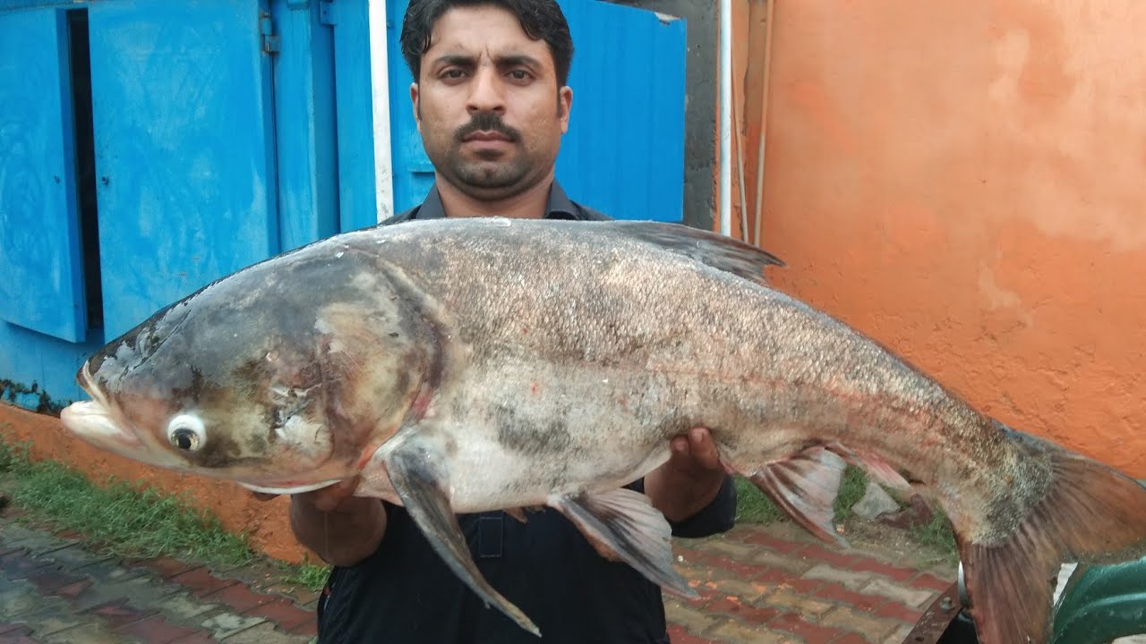 15kg Big had fish in mangla dam broti 2021 fishing in Pakistan 2021 ...