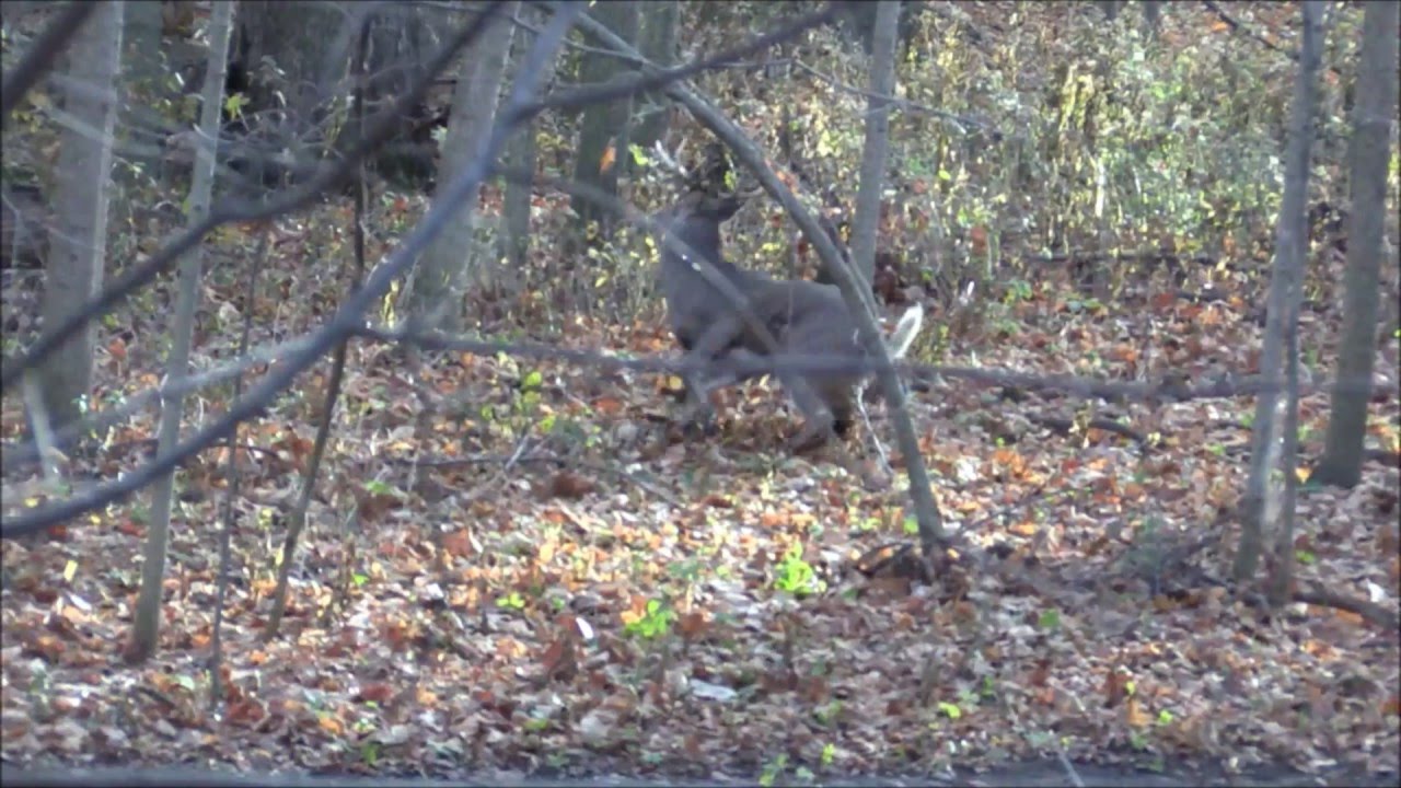 Gut shot Whitetail bowhunting - YouTube