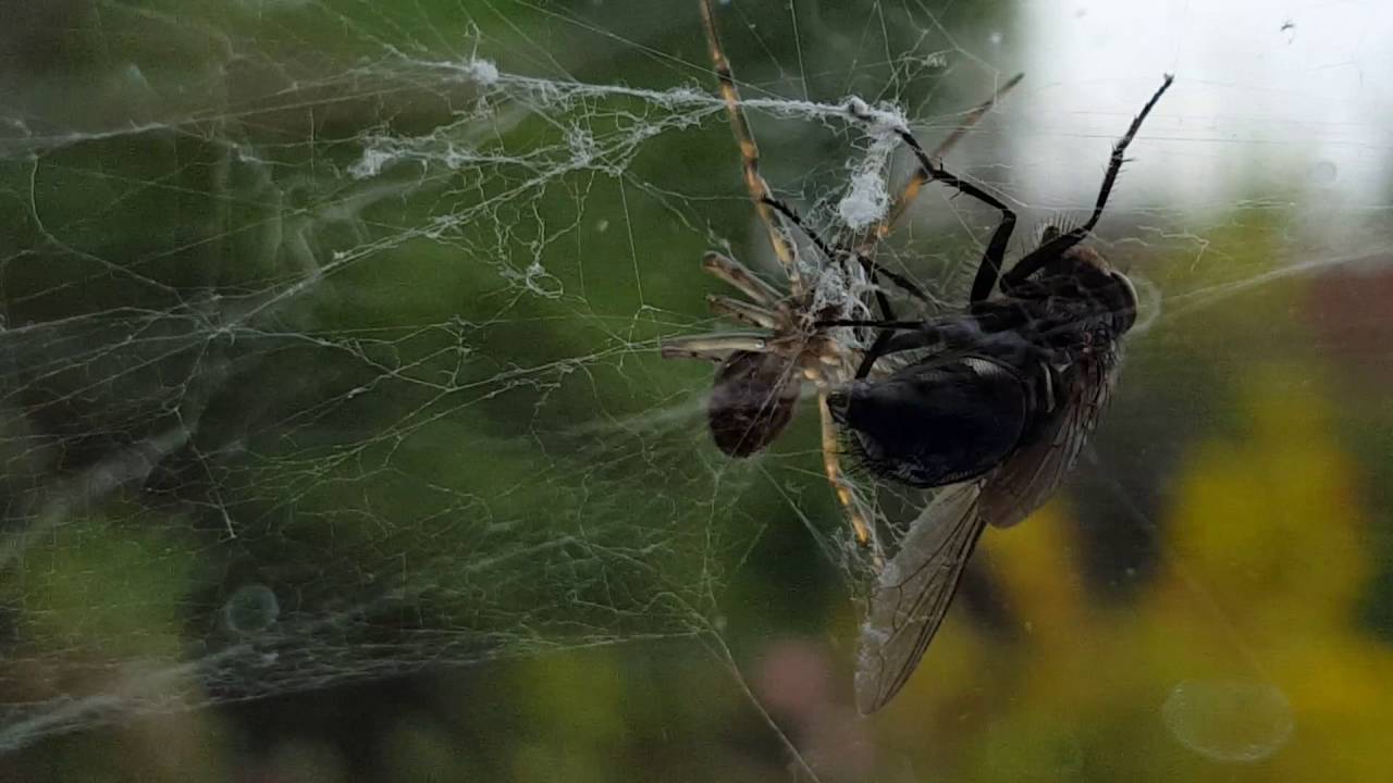 Spider catching a fly, filmed in macro on my Samsung s6 - YouTube