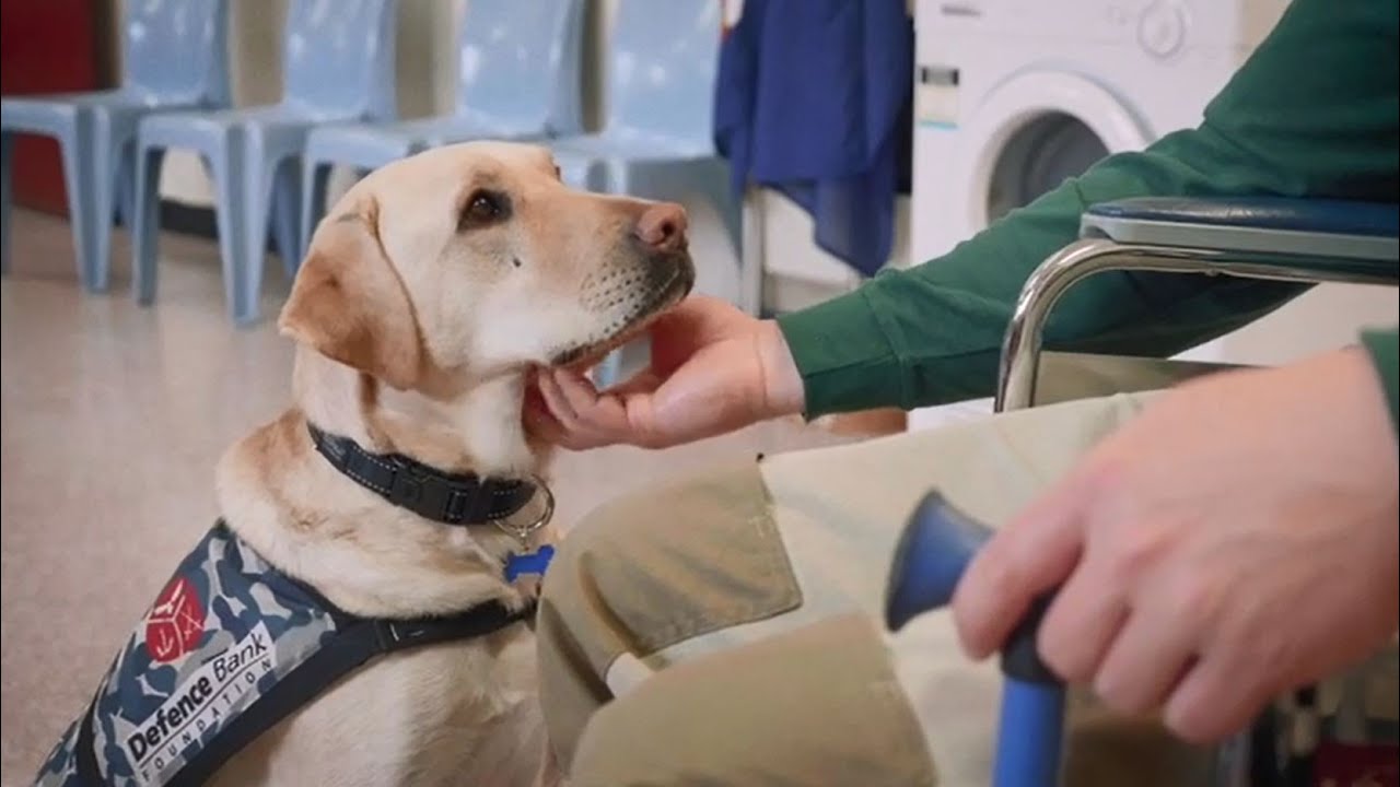 Defence Bank Foundation proudly presents Defence Community Dogs - YouTube