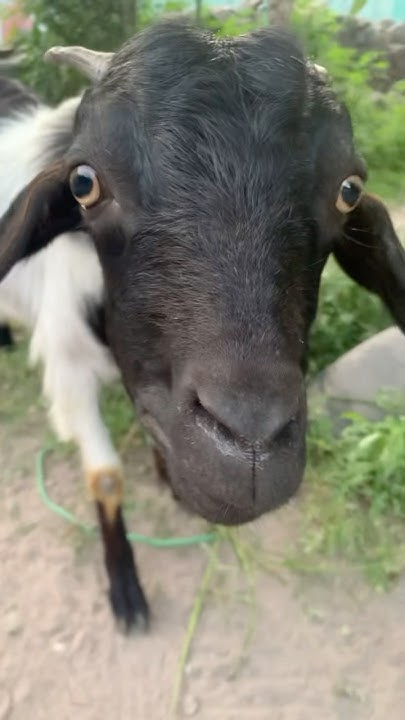 Funny goat #goat #short #views - YouTube