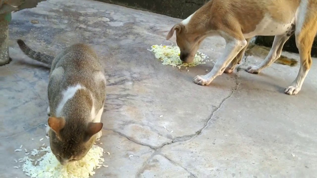 What my pets do during lunchtime।Cutest and funniest pets।Indian puppy ...