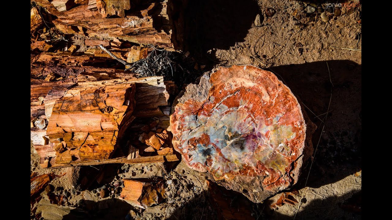 Petrified forest pt 4 - Ranger discusses petrification - YouTube