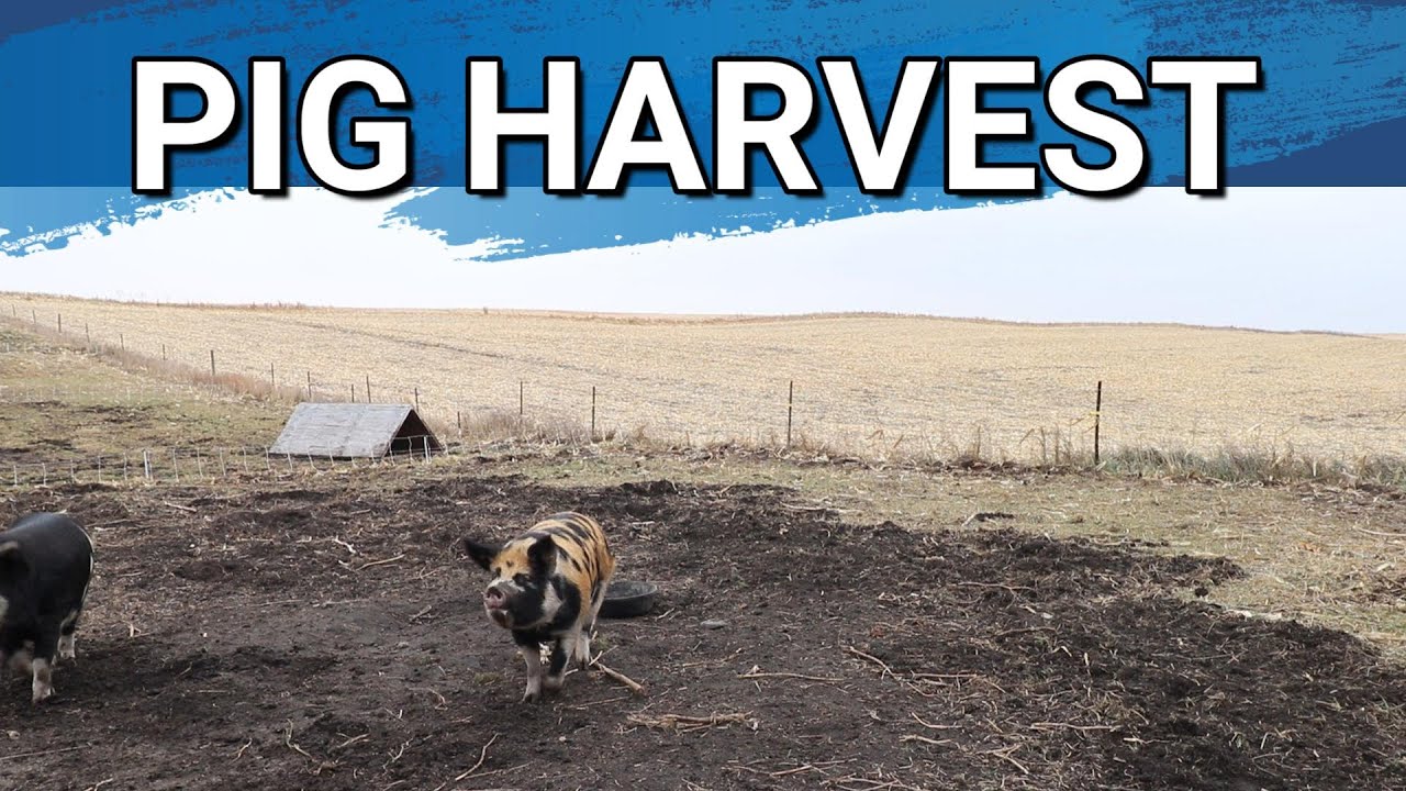 Pig Harvest Is Finally Here! - YouTube
