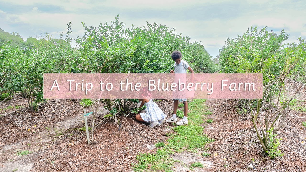 A Trip to the Blueberry Farm | Homemaking Vlog | Black Homemaker - YouTube