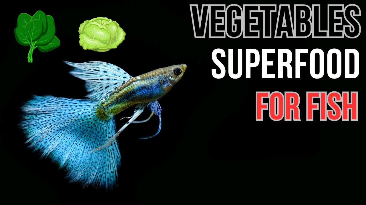 Superfood for Aquarium Fish - Fresh Vegetables - YouTube
