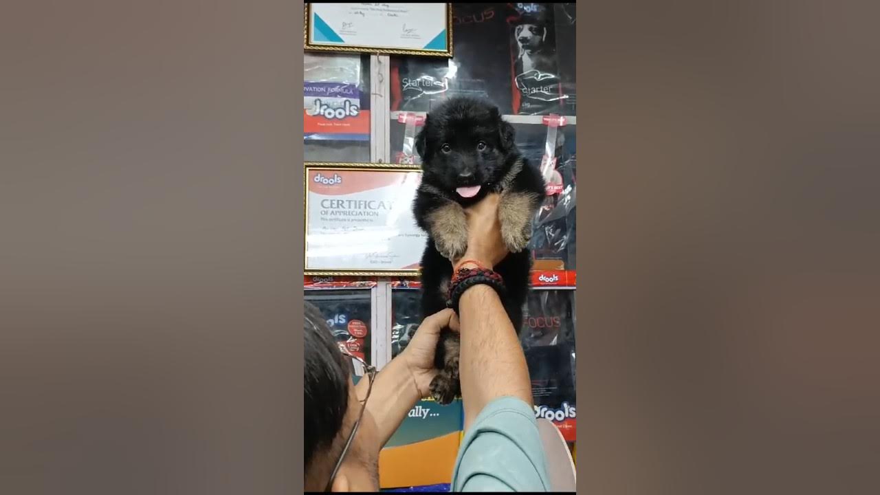 😯ये कौन सा कुत्ता है मुझे कमेंट करके बताएं 😯#shortvideo #shortvideoviralvideo - YouTube