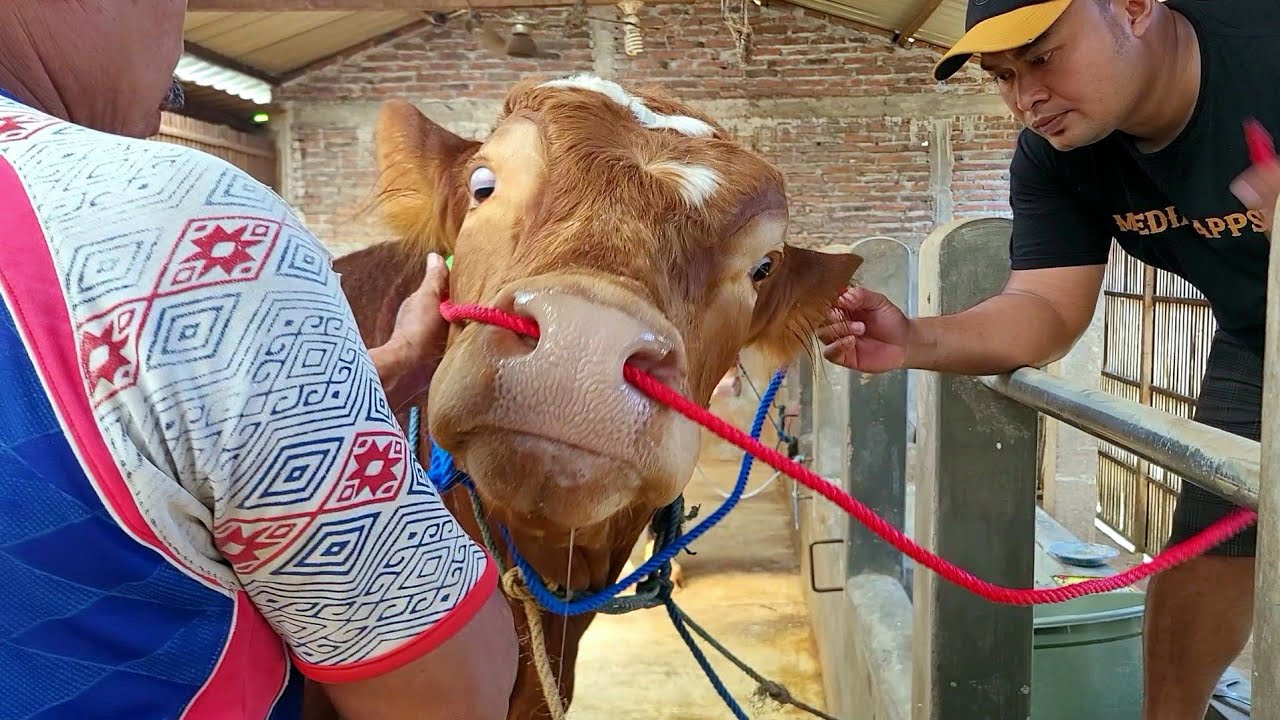 Tutorial Ganti Keluh Sapi Mudah, Praktis Dan Rapi 🔥🔥🔥 - YouTube