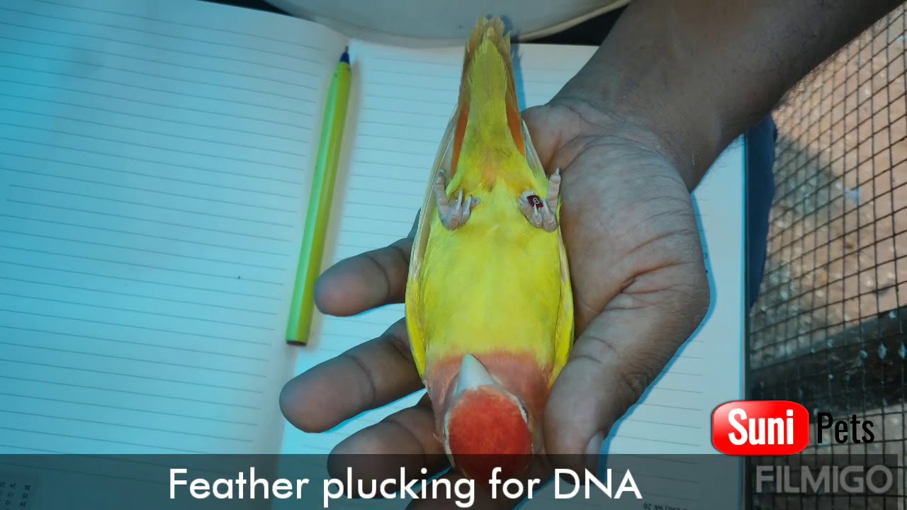 Feather Plucking for DNA #sunipets - YouTube