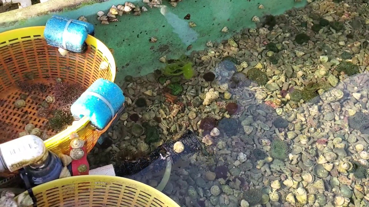 Addictive Reef Keeping's Dried Stringy Sea Lettuce - YouTube