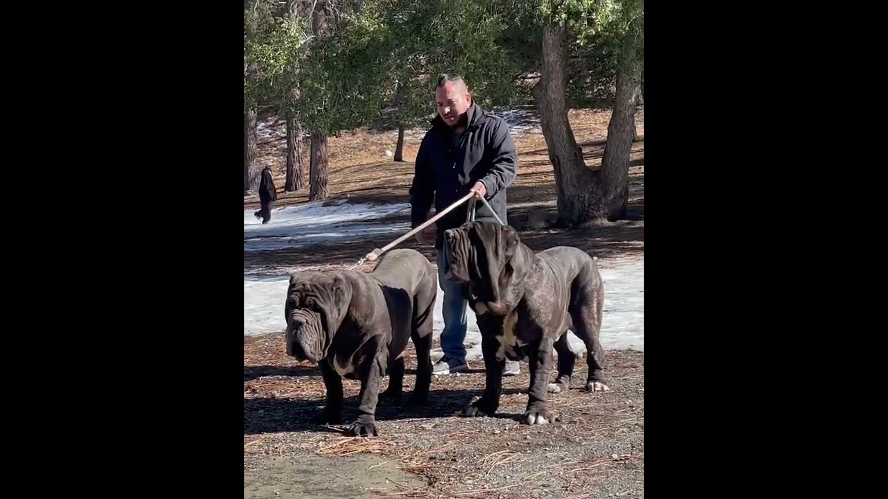 Envy & Apex The Neapolitan Mastiff - YouTube