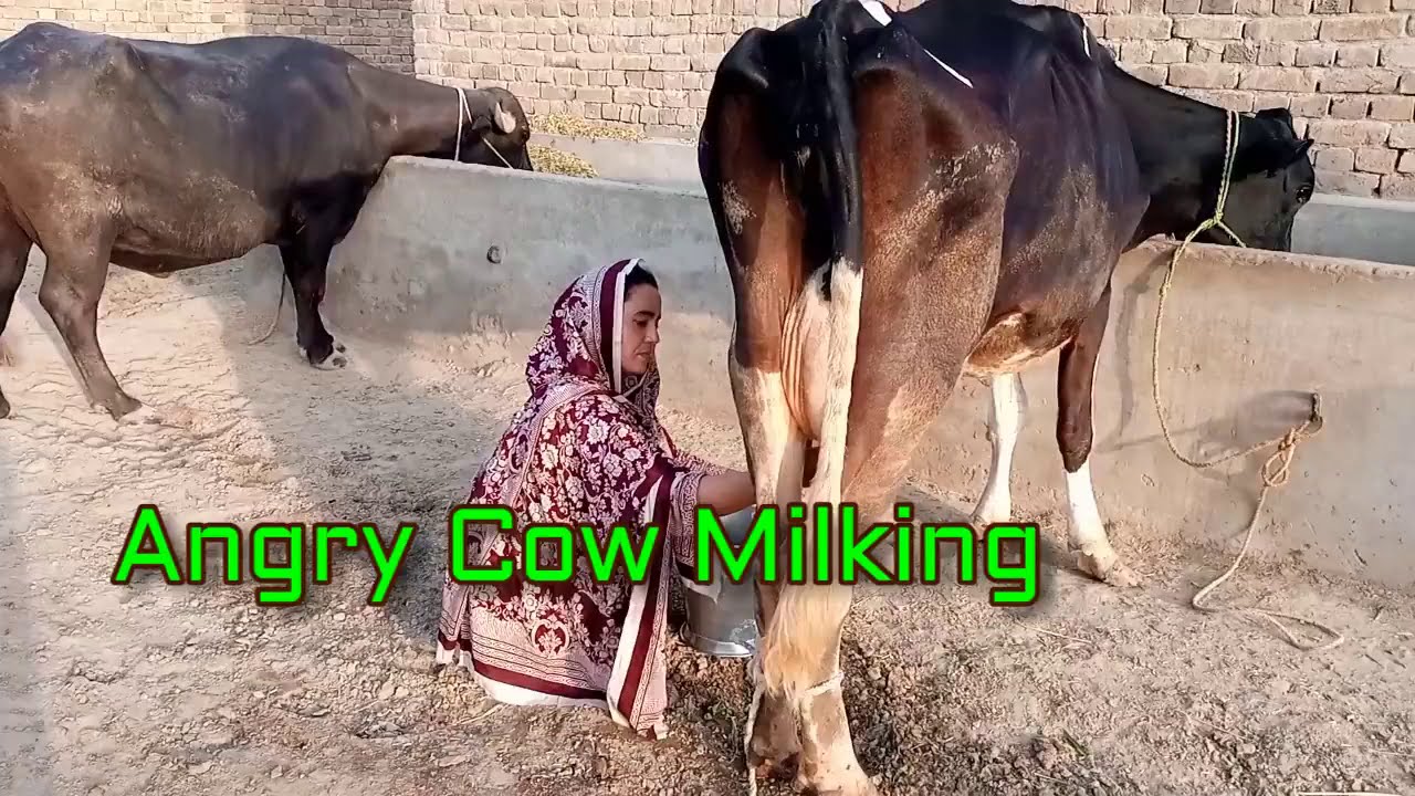 Angry Cow Milking || Village Girl Cow Milking By Hand || How to get Cow ...