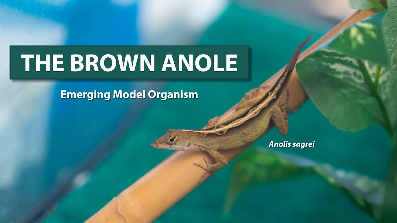 Leapin' Lizards! A New Model to Study Reptile Development - YouTube