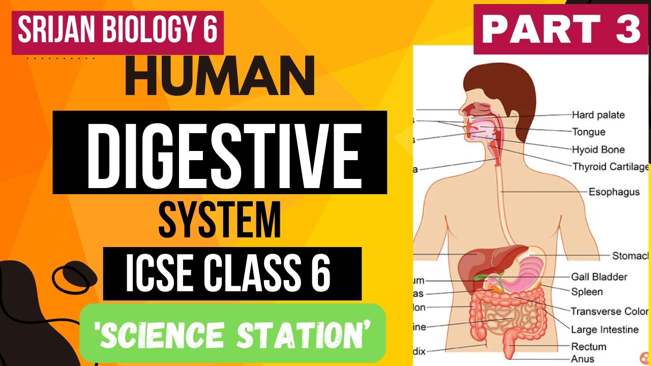 human Digestive System | icse srijan biology class 6 chapter 4 | - YouTube