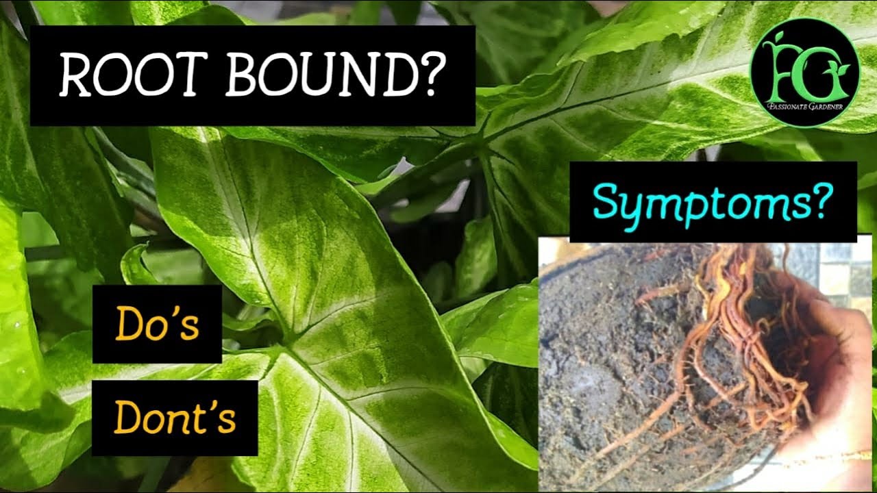 How to fix the Root Bound Plants || Signs & Symptoms || Tips & Care ...
