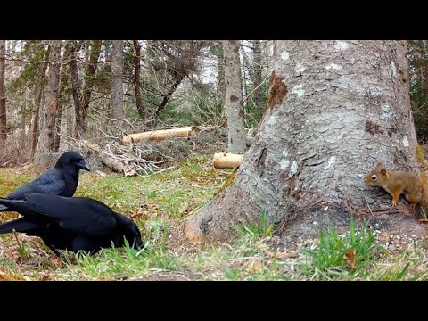 Crow Grab - YouTube