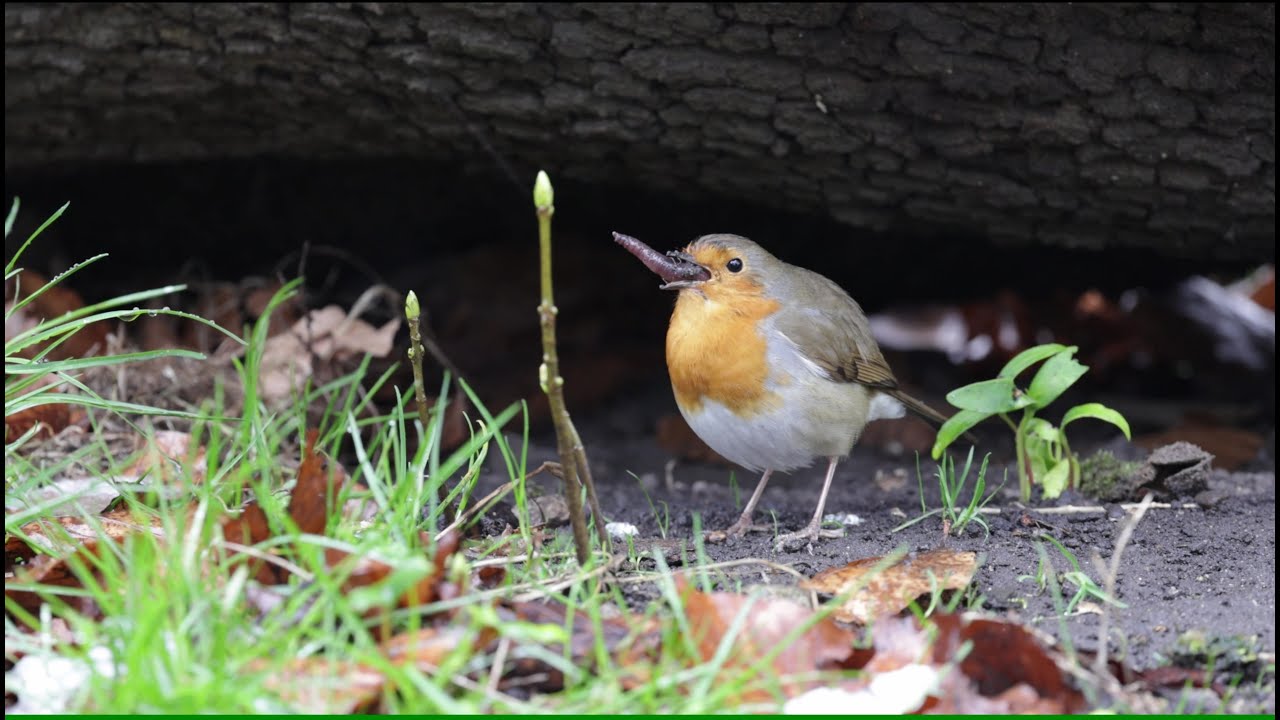 Robin bird eating a huge worm while it rains - YouTube