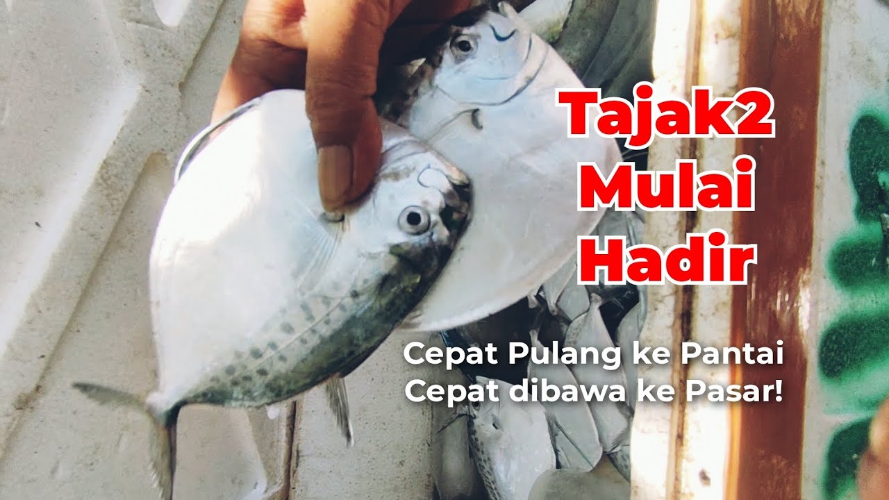 TAJAK-TAJAK | IKAN LAUT PIPIH SEGAR | BIASANYA DIGULAI PANGEK MASIN ...