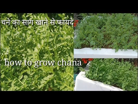 How to grow chana in pot /how to grow chana plant at home - YouTube