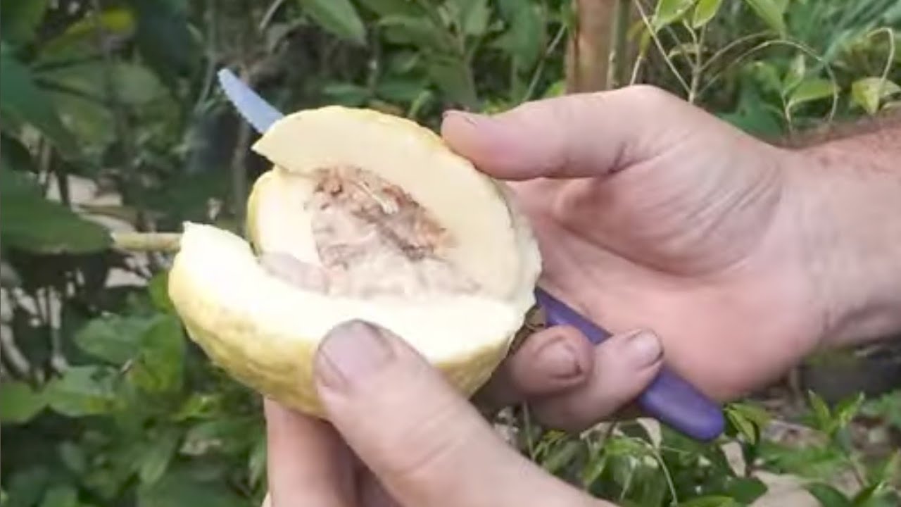 frutíferas produzindo em vaso goiaba branca roxa Cambuí roxo vermelho ...