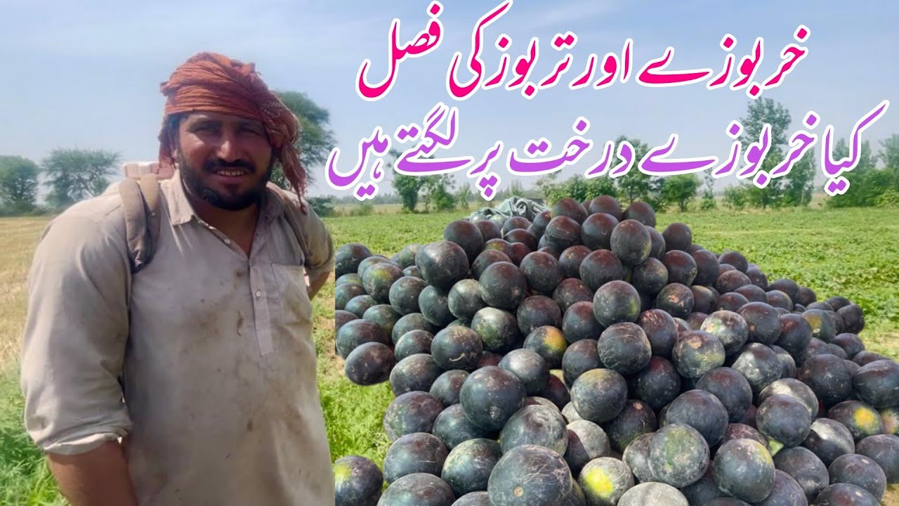 TarBooz kHarBoza ki Fasal |Watermelon field vlog How to get best ...