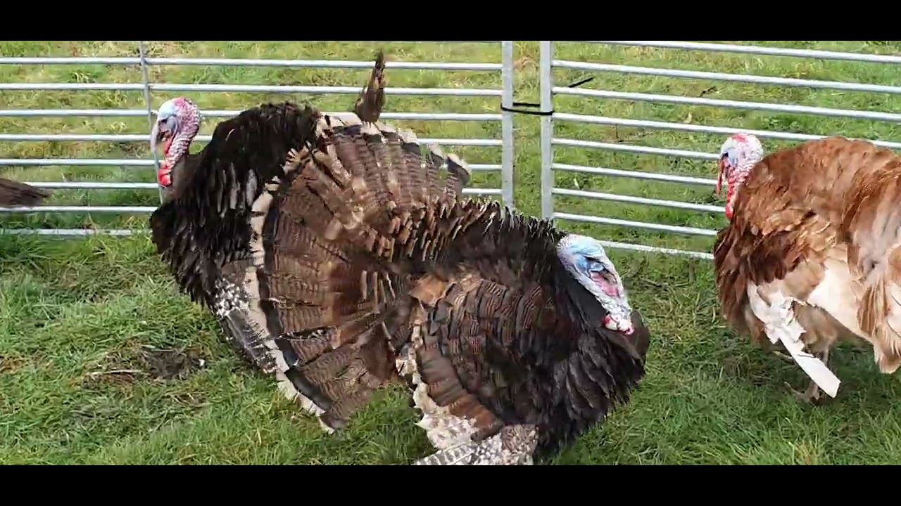 It's a boy x 3 turkeys! - YouTube