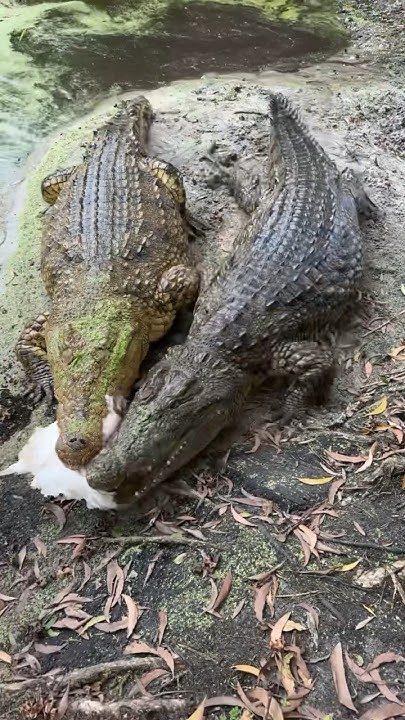Feeding CROCODILES!🐊😳 #reptiles - YouTube