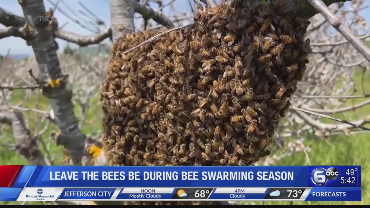 Leave the bees be during swarming season in East Tennessee - YouTube