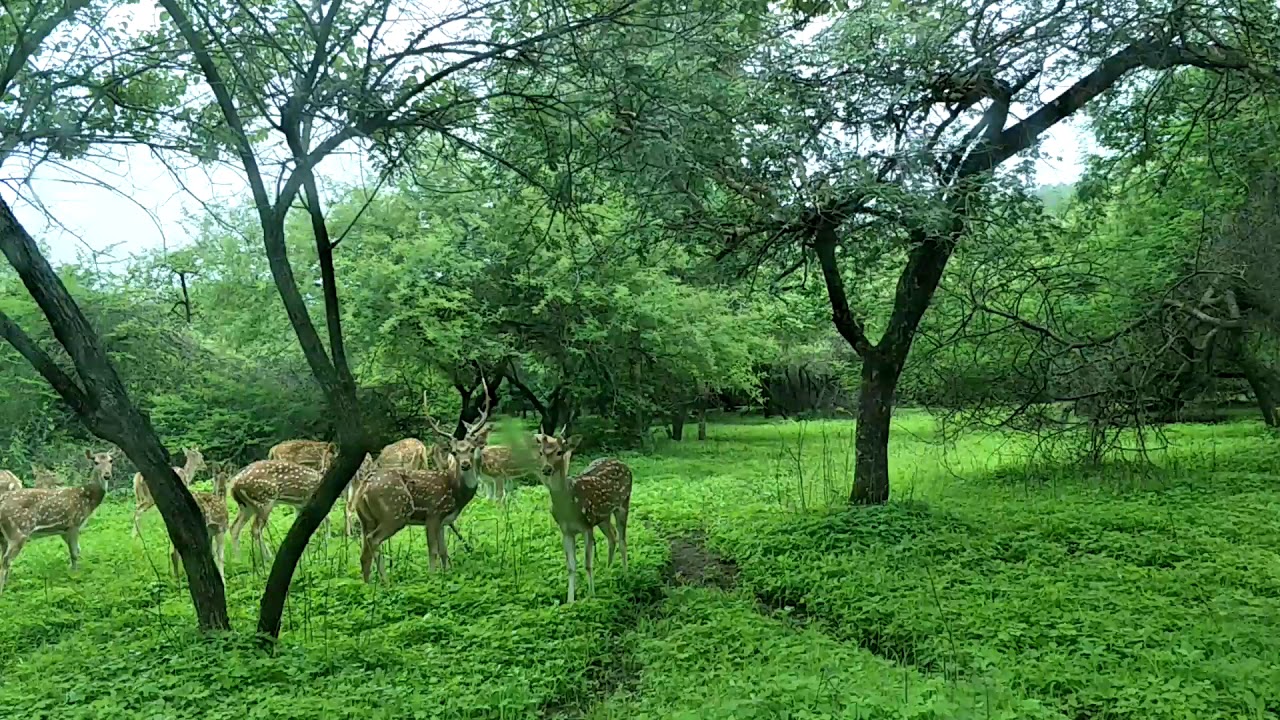 Tulsishyam To Dhari Road Forest View - YouTube