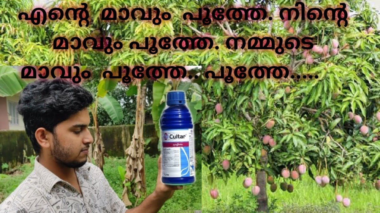 മാവുകൾ ക്രമമായി പുഷ്പിക്കുന്നതിനും കായ്ക്കുന്നതിനും.inducing flowering ...