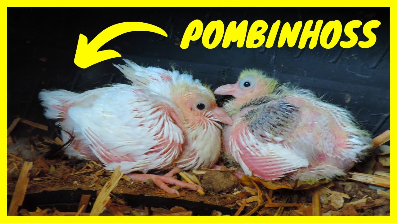 Filhotes de Pombo Capuchinho | Gutejando - YouTube