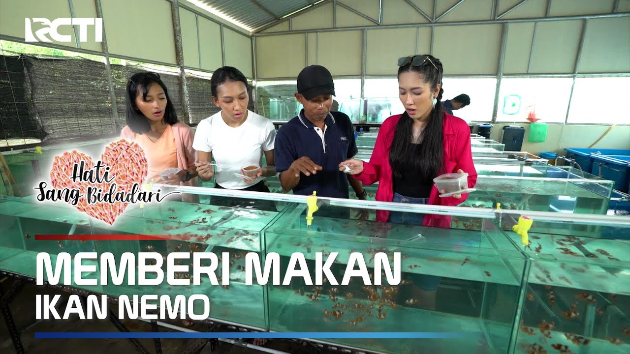 Budidaya Nemo Di Pulau Tidung Kecil | HATI SANG BIDADARI - YouTube