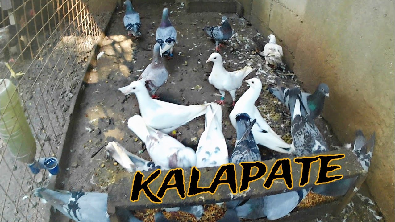 ANG MGA ALAGA NI PARENG EDWARD #KALAPATE - YouTube