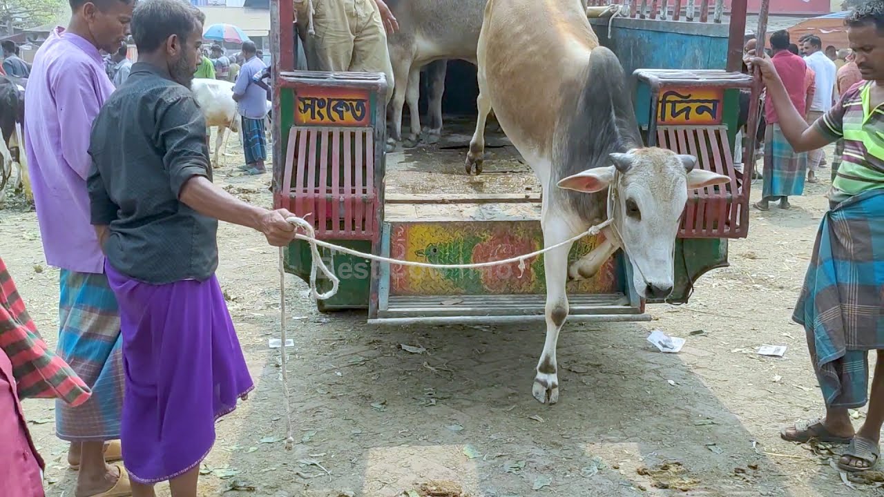 cow unloading, cow videos, cow video, big cow, goru hamba cow, Ep - 34 ...
