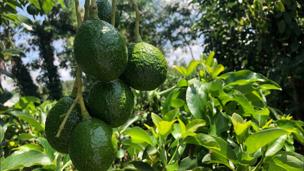 booth avocado fruit care in vietnam - YouTube
