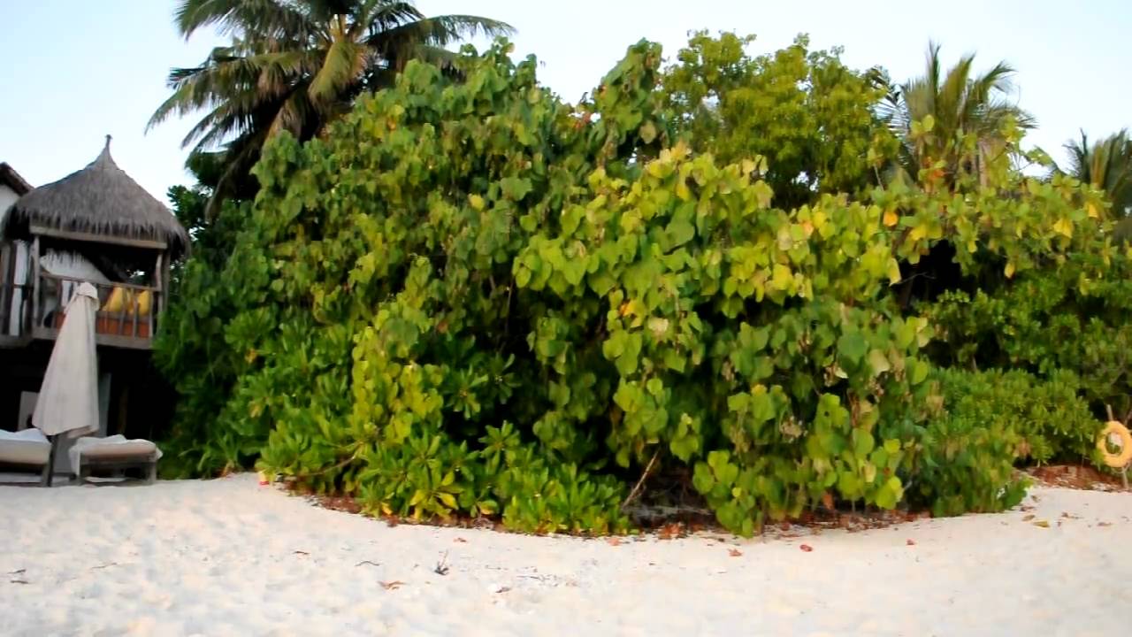 Maldives : wave and forest - YouTube