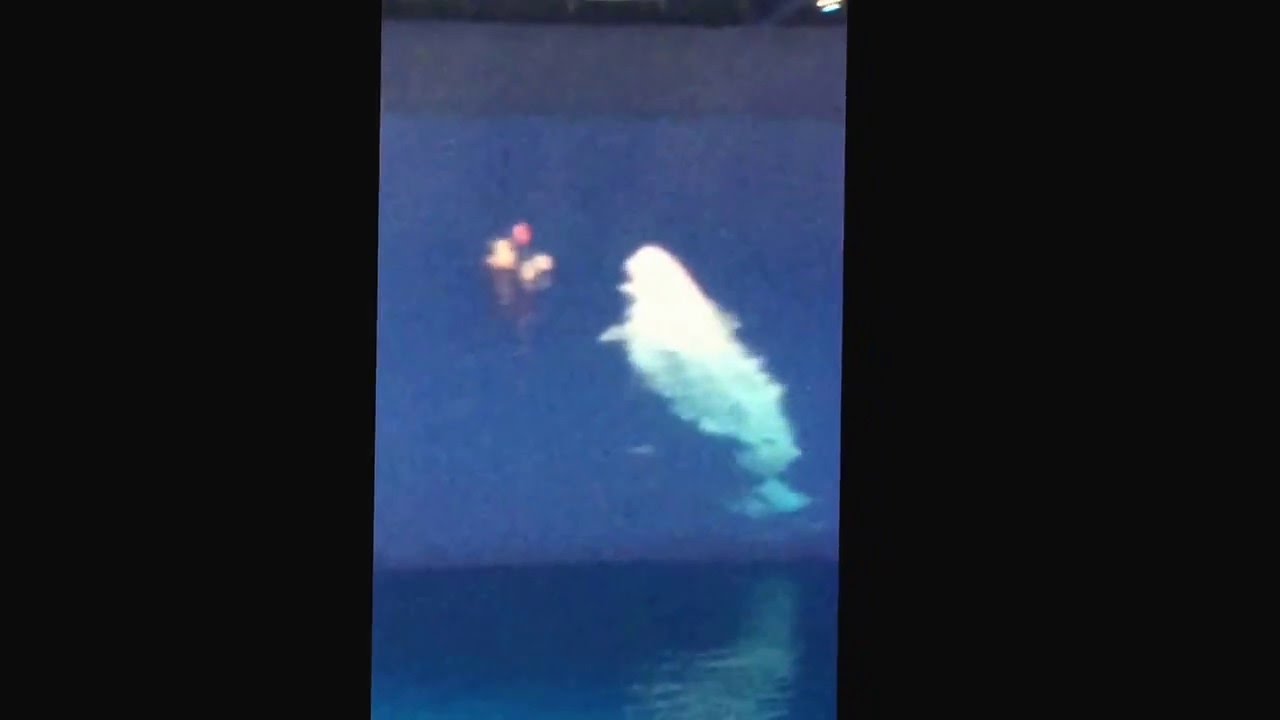 Beluga whale sound - YouTube